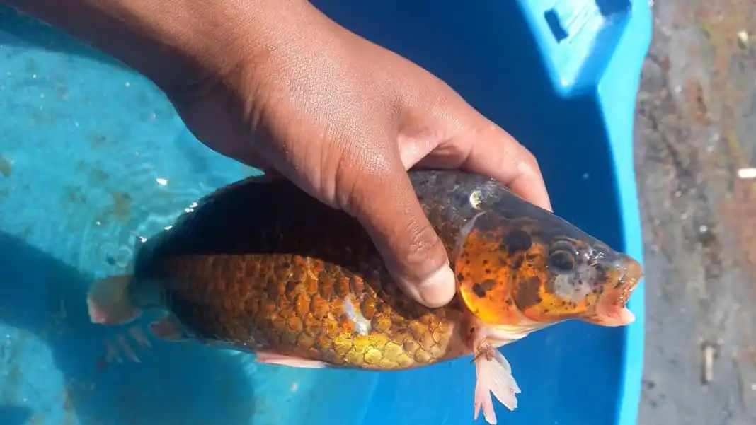 Alerta por presencia de carpa asiática en el lago Titicaca | Pachamama Radio